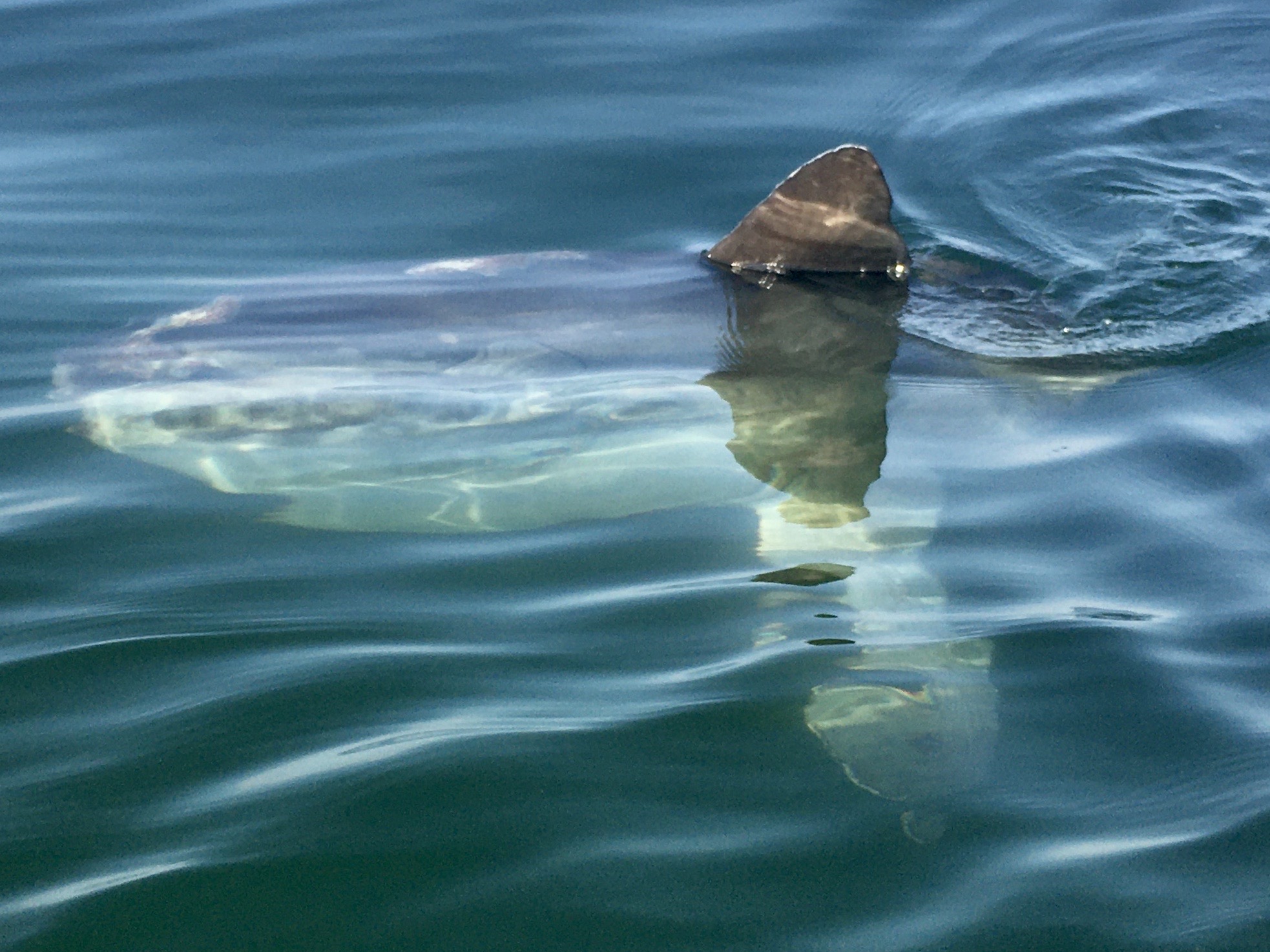 Cape Cod on the Fly – Boat & Shore Fly Fishing Guide Service